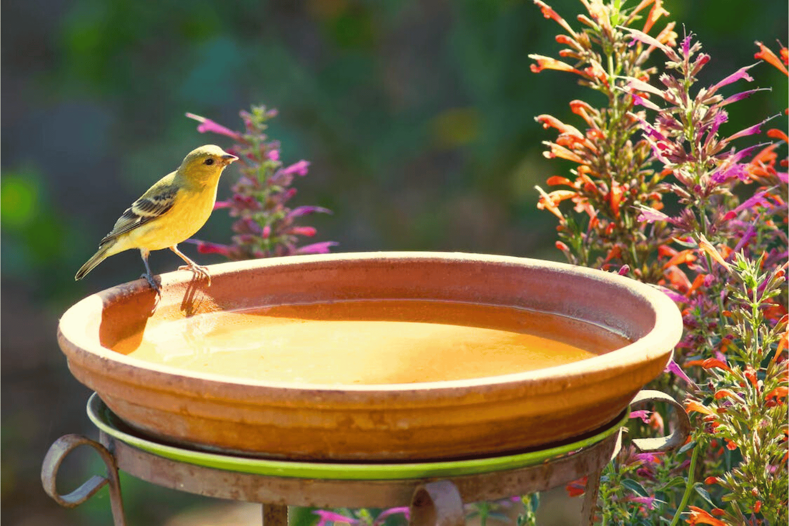 The 5 Best Bird Baths to Attract Flocks of Feathered Friends